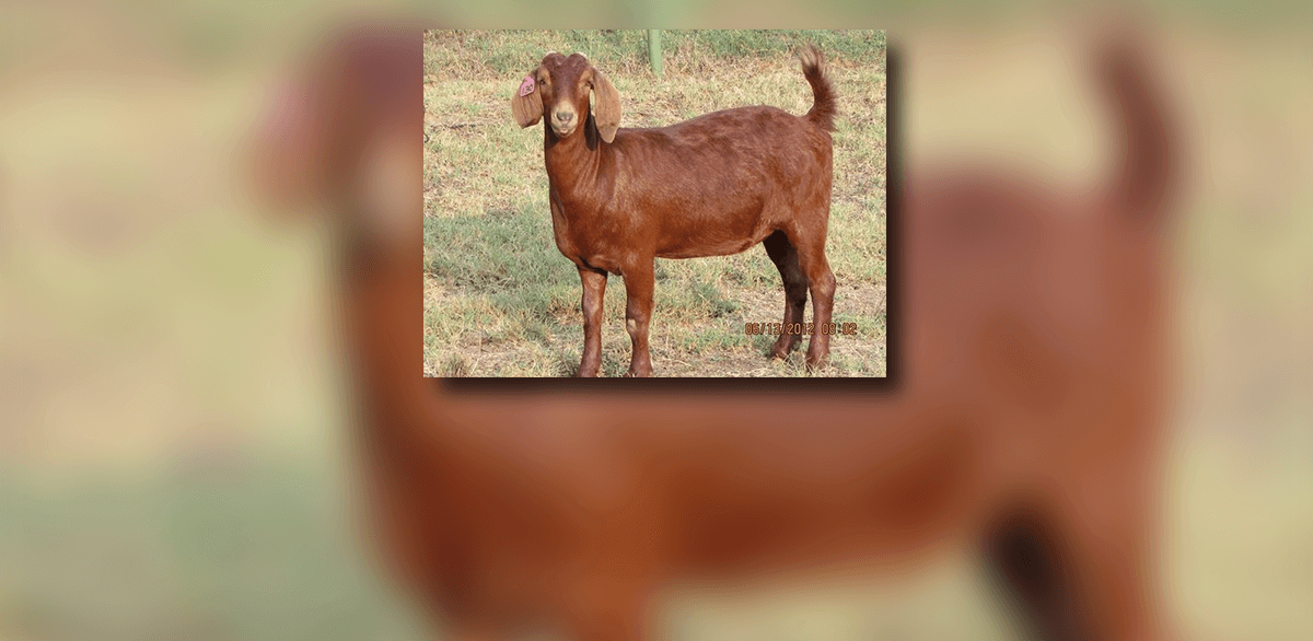 Kalahari-Red-goat | Hooggekraal Farms